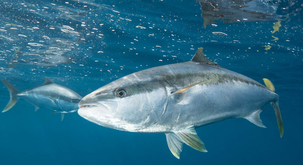 Understanding environmental influences on yellowtail kingfish movements ...