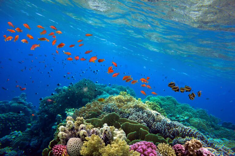 Great Barrier Reef Data Management System - IMOS